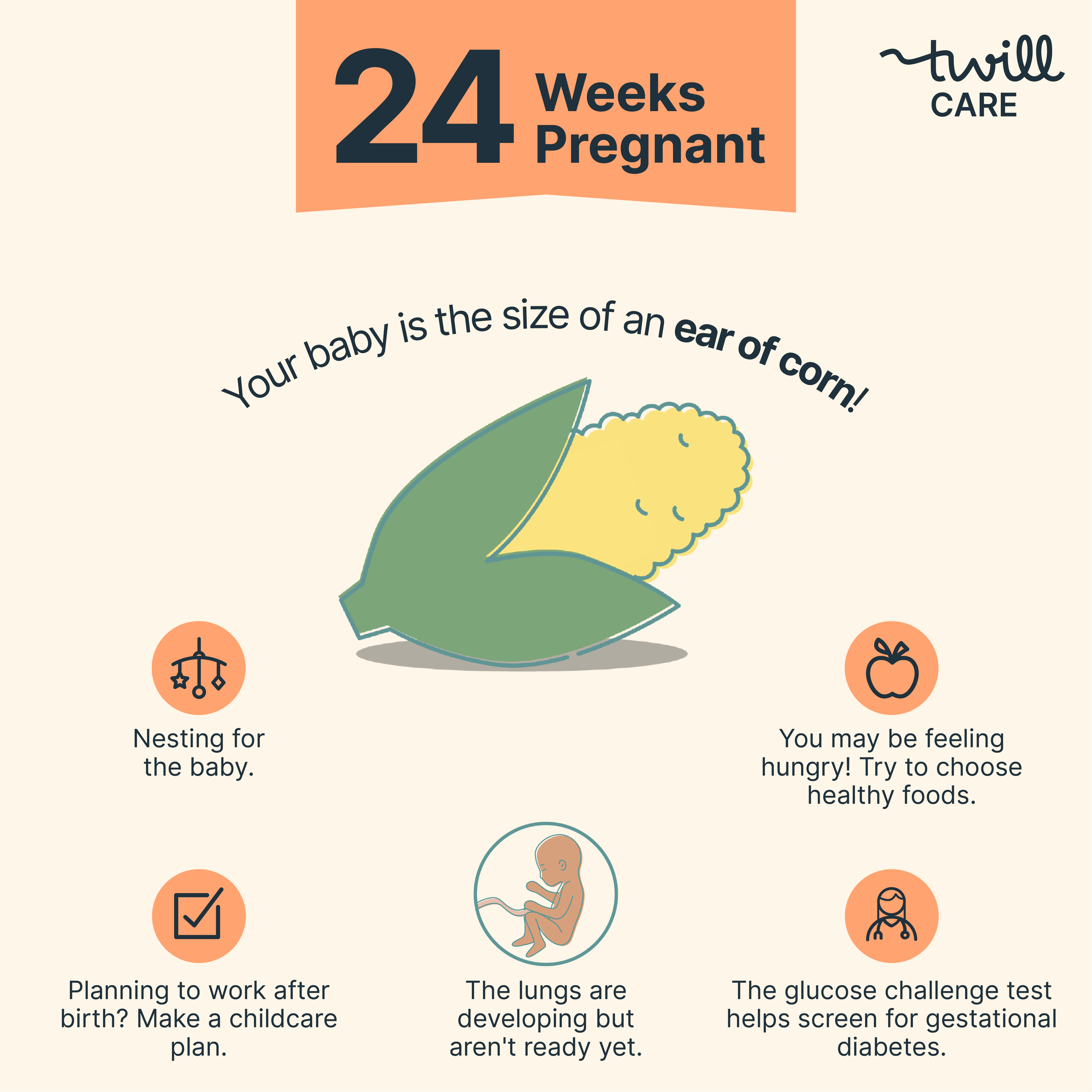 24 Weeks Pregnant Pregnancy Week by Week Twill Care