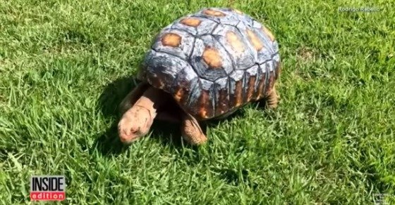 Burned In A Fire This Tortoise Got A New 3 D Printed Shell