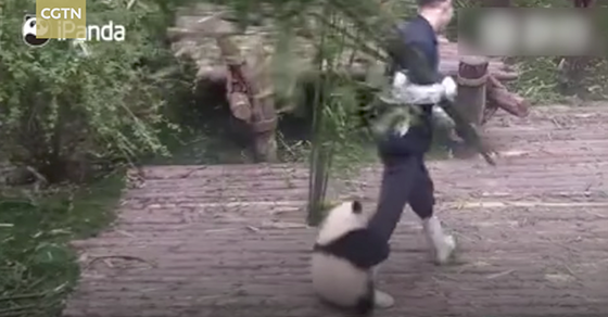 Don’t Leave Me! This Adorable Panda Cub Clings to His Caretaker in This ...