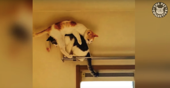 Treat Yourself to This Short Compilation of Hilarious Climbing Cats