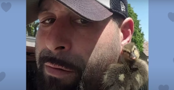 The Special Bond Between a Wild Duck and His Rescuer