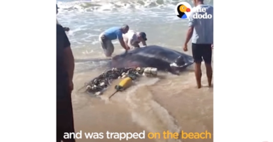 Watch a Dozen Men Rescue This Enormous Manta Ray from Certain Death