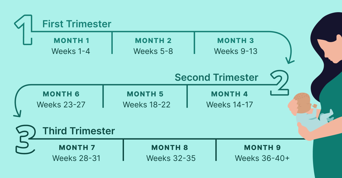 Pregnancy in Trimesters, Months, and Weeks - Twill Care