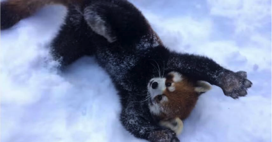Red Panda Snow Sleeping