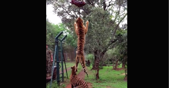 A Tiger Pulls Off an Incredible, Majestic Jump to Catch His Dinner
