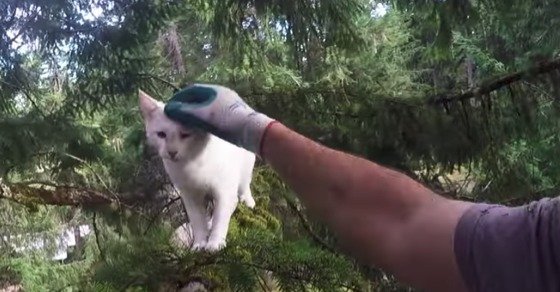 These Professional Tree Climbers Rescue Hundreds of Cats Every Year ...
